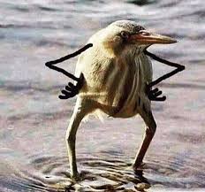 Disappointing Birds – July 20, 2025 at 1:00 pm – San Marcos Unitarian ...